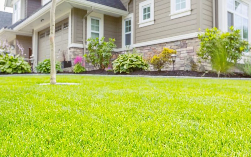 Lawn Care Tips To Minimize Outdoor Allergens - Digital Global Times