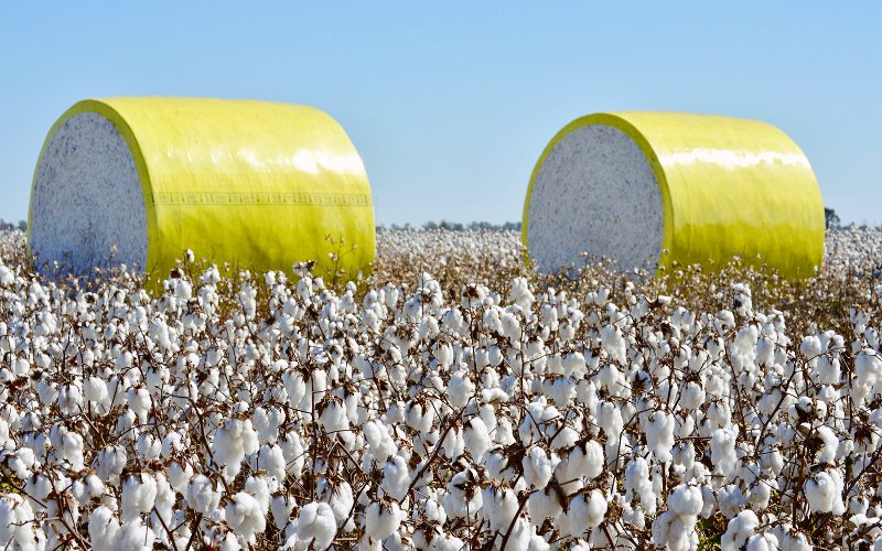 CB Cotton: A New Era In Cotton Farming - Digital Global Times